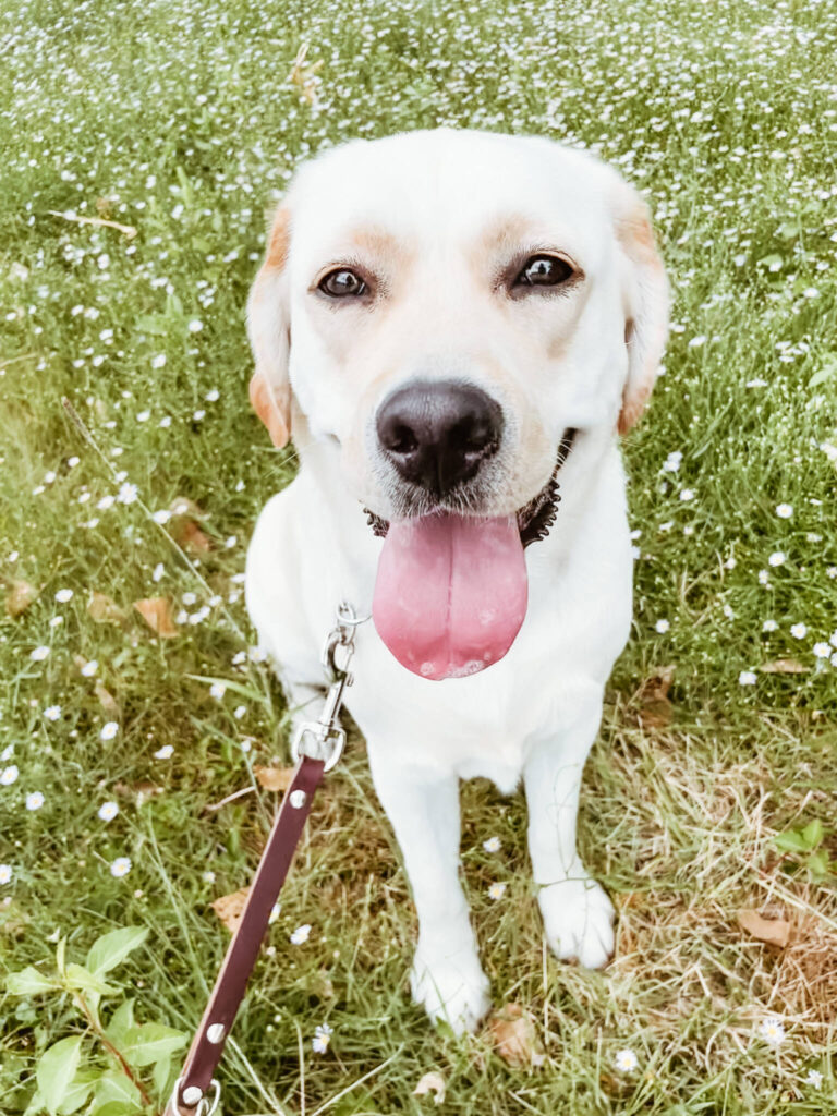 Gamma, Therapy Dog - Therapists & Behavioral Medicine in Wichita, KS